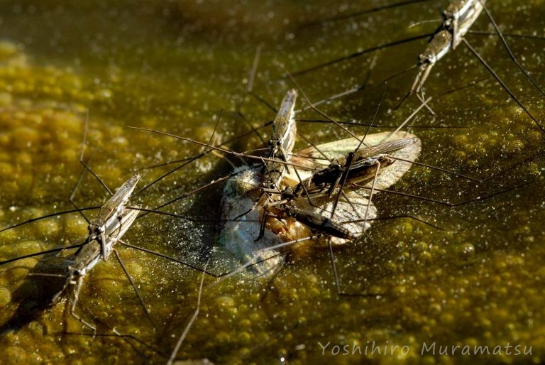 アメンボ（ナミアメンボ）の特徴やサンマとの意外な共通点 | 虫の写真と生態なら昆虫写真図鑑「ムシミル」