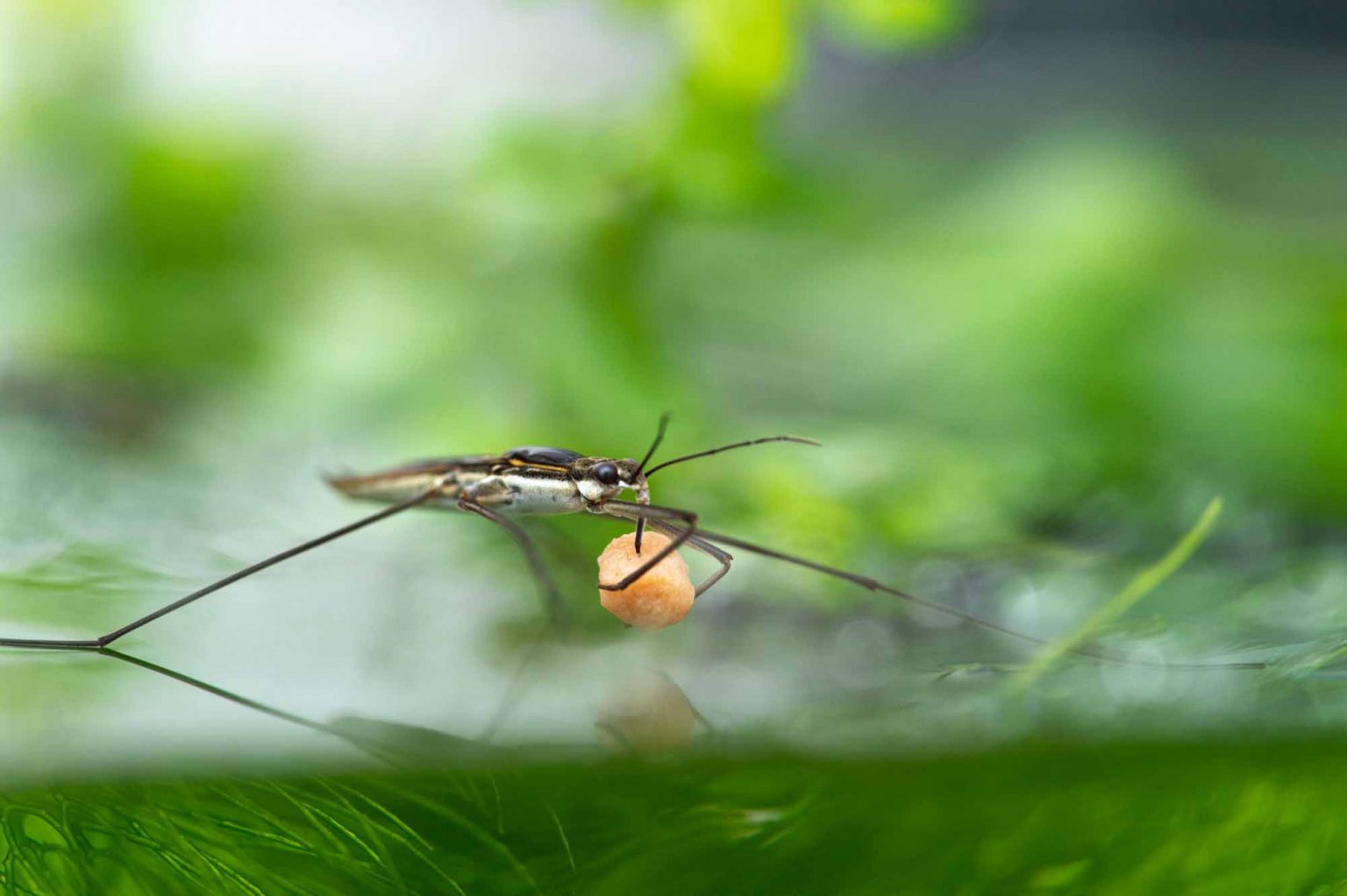 アメンボ（ナミアメンボ）の特徴やサンマとの意外な共通点 | 虫の写真と生態なら昆虫写真図鑑「ムシミル」