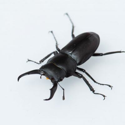 コクワガタの特徴やメスの見分けなど | 虫の写真と生態なら昆虫写真図鑑「ムシミル」