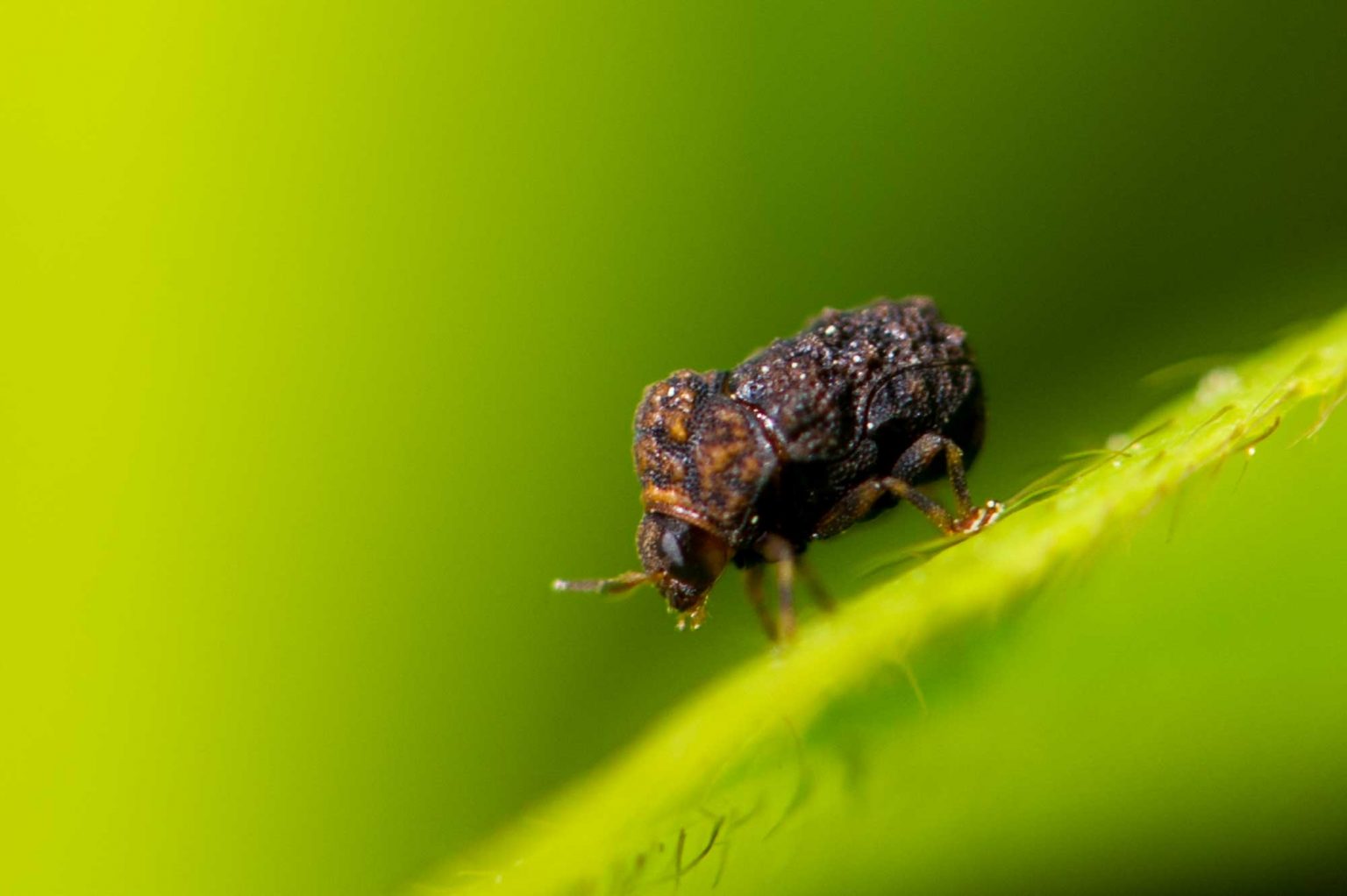 ハムシ科まとめ 葉虫図鑑 | 昆虫写真図鑑 ムシミル