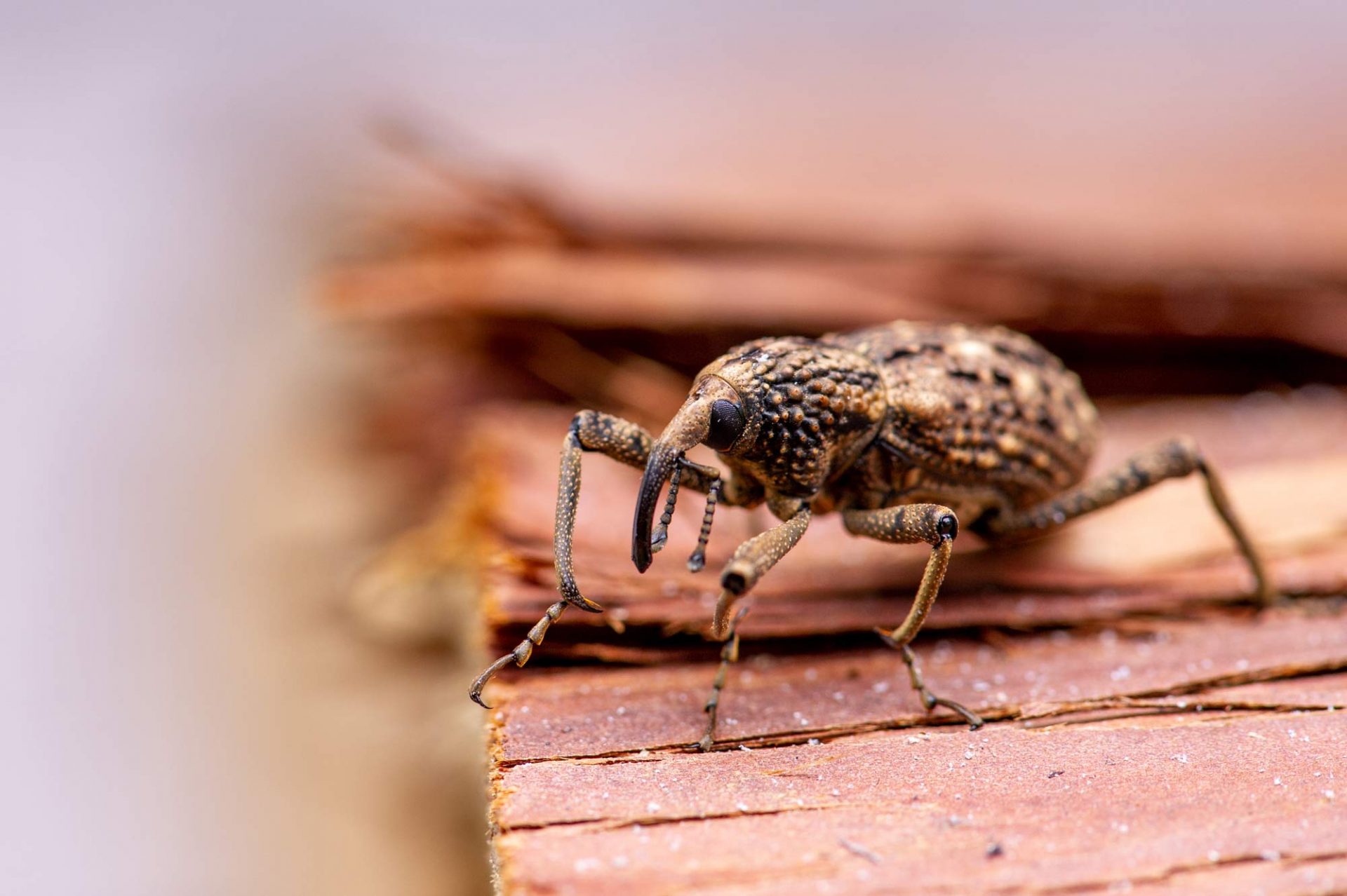 ゾウムシ科まとめ 象虫図鑑 | 昆虫写真図鑑 ムシミル