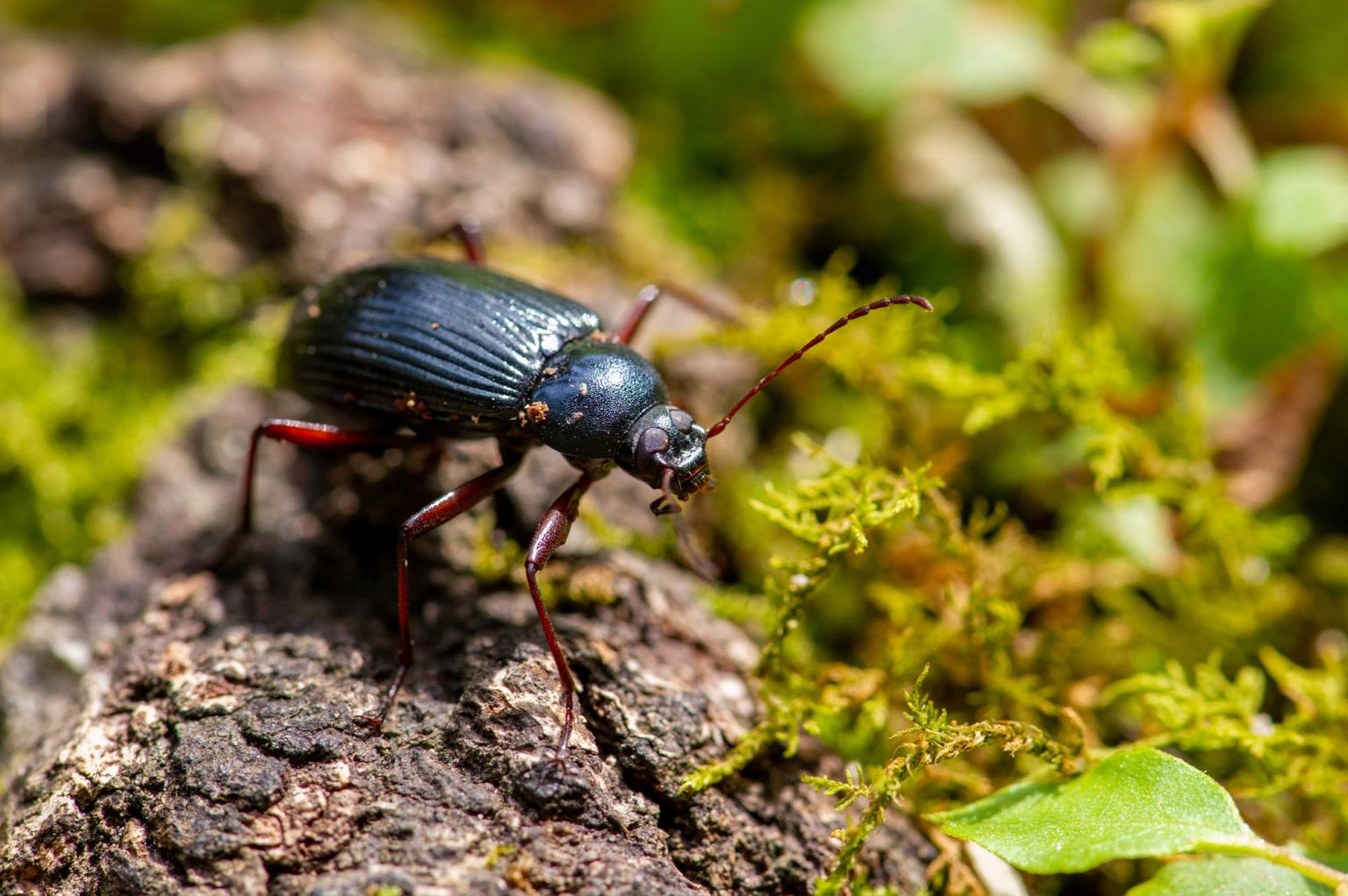 ゴミムシダマシ科 | 虫の写真と生態なら昆虫写真図鑑「ムシミル」