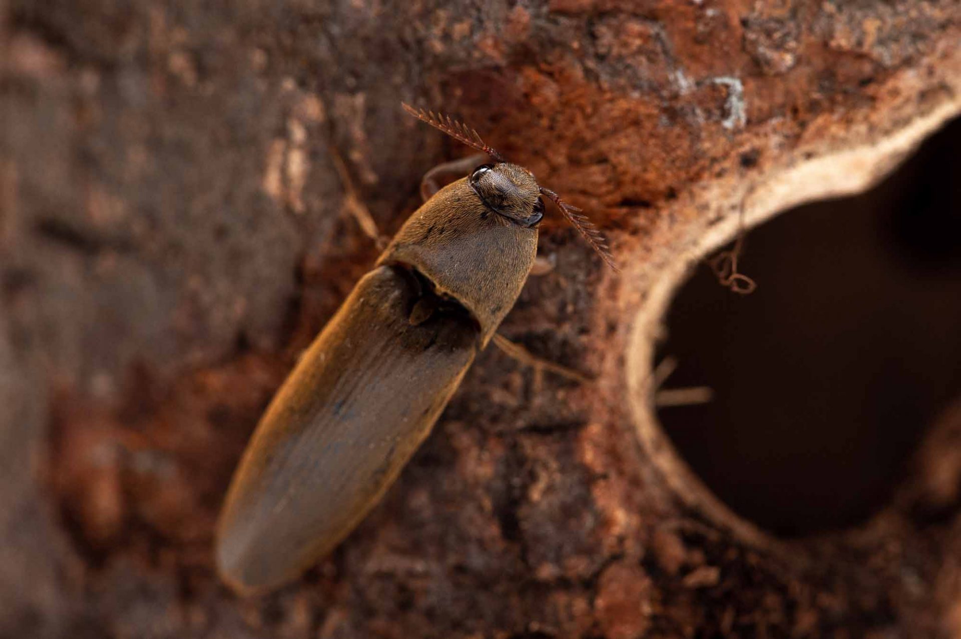コメツキムシ特集（米搗虫の図鑑）幼虫も紹介！ | 昆虫写真図鑑 ムシミル