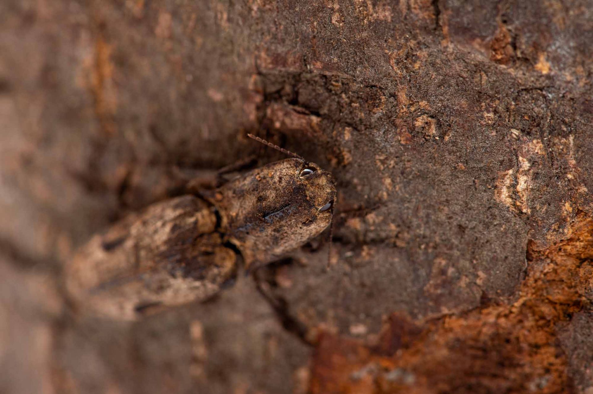 コメツキムシ特集（米搗虫の図鑑）幼虫も紹介！ | 昆虫写真図鑑 ムシミル