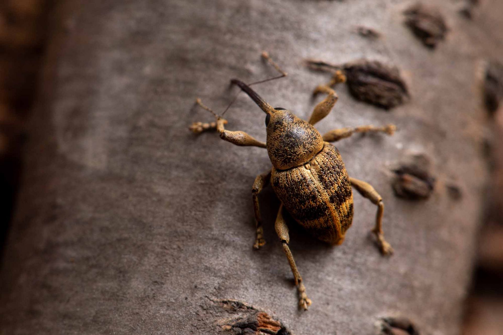 ゾウムシ科まとめ 象虫図鑑 | 昆虫写真図鑑 ムシミル