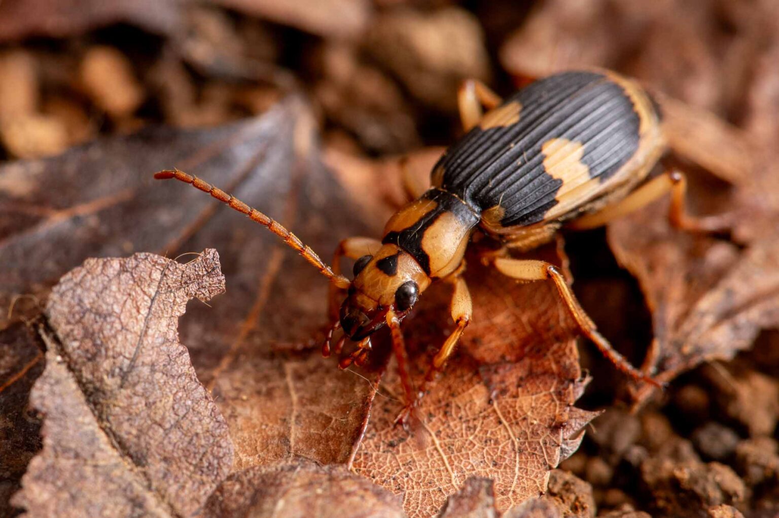 ミイデラゴミムシ | 虫の写真と生態なら昆虫写真図鑑「ムシミル」