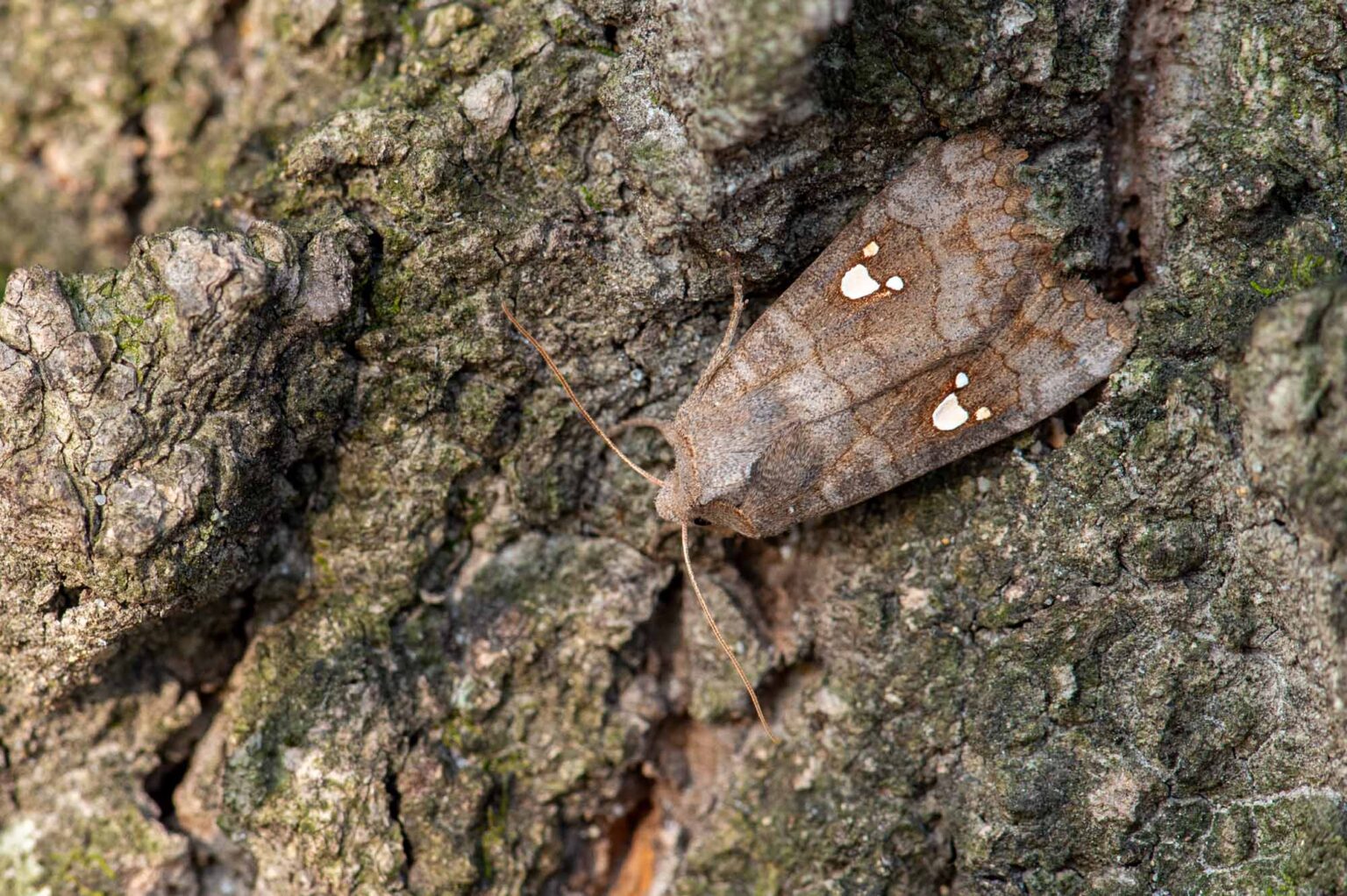 キリガの仲間まとめ 冬夜蛾図鑑 | 昆虫写真図鑑 ムシミル
