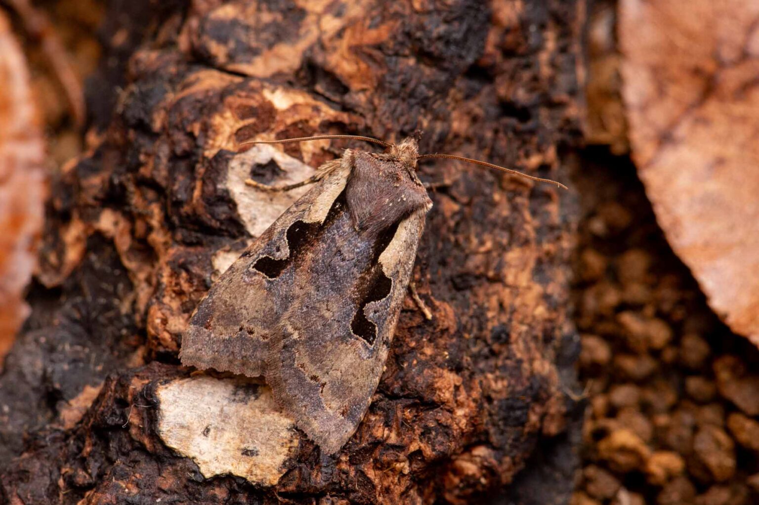 キリガの仲間まとめ 冬夜蛾図鑑 | 昆虫写真図鑑 ムシミル