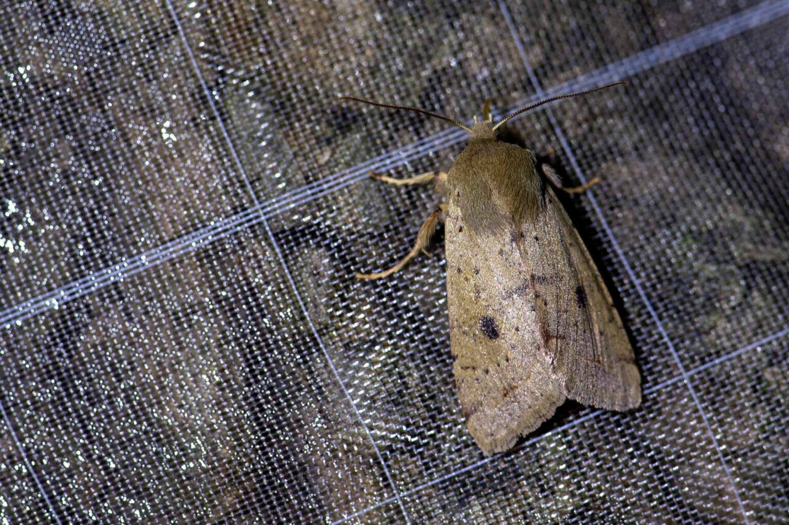 キリガの仲間まとめ 冬夜蛾図鑑 | 昆虫写真図鑑 ムシミル