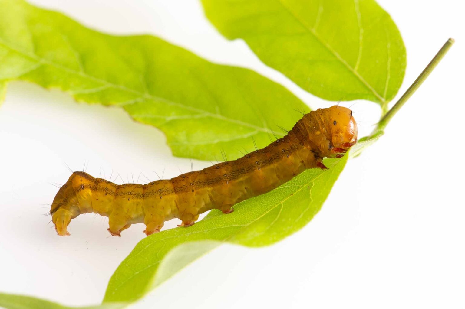 キリガの仲間まとめ 冬夜蛾図鑑 | 昆虫写真図鑑 ムシミル