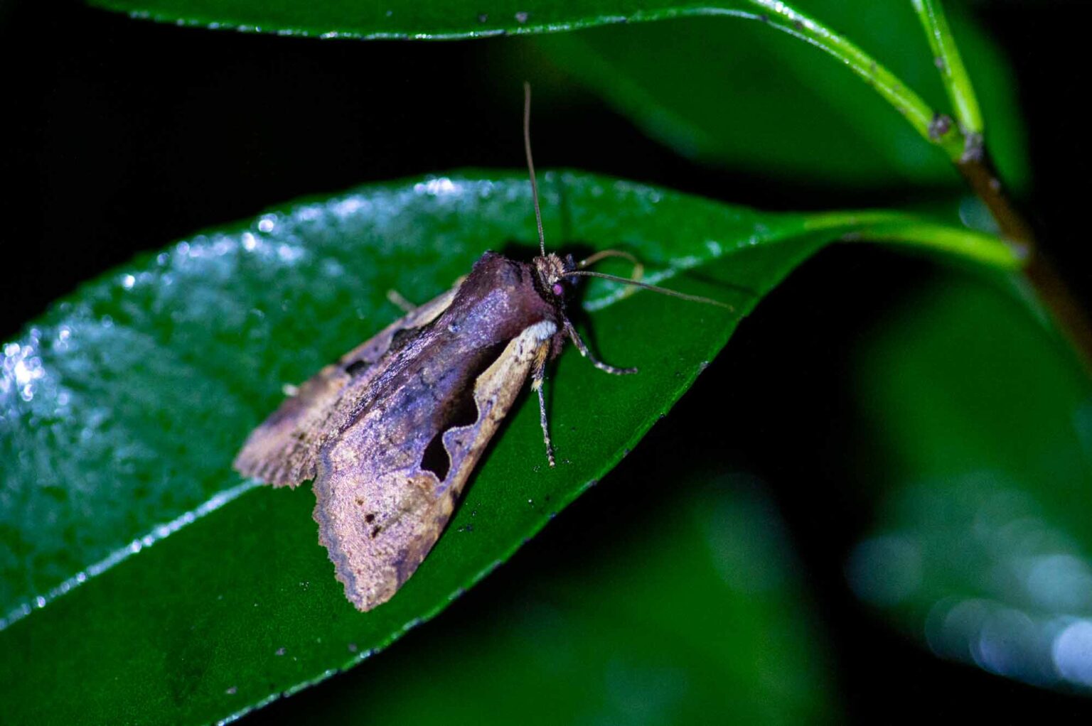 キリガの仲間まとめ 冬夜蛾図鑑 | 昆虫写真図鑑 ムシミル